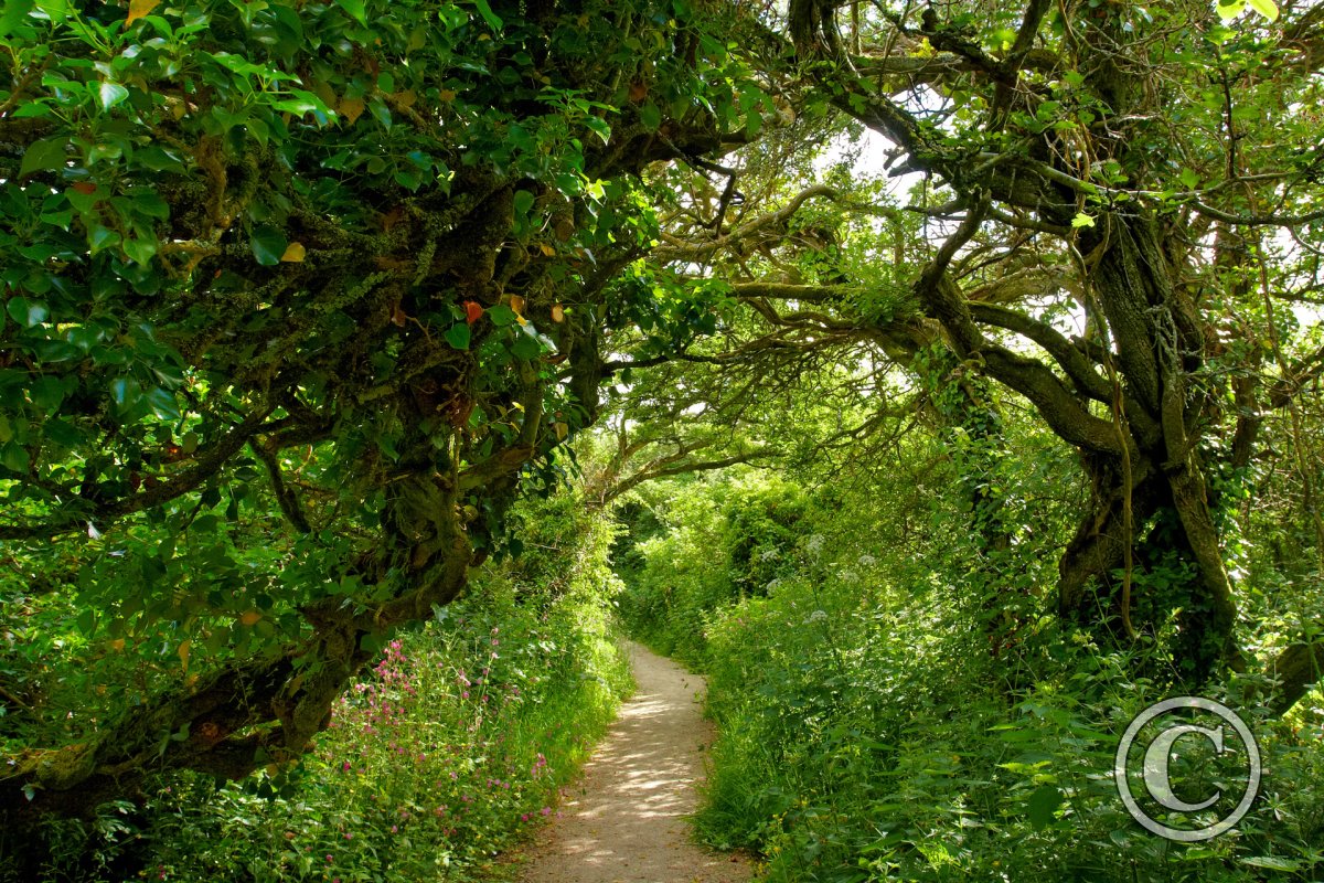 The path to Madron Celtic Chapel, near Penzance, Cornwall | Ancient ...