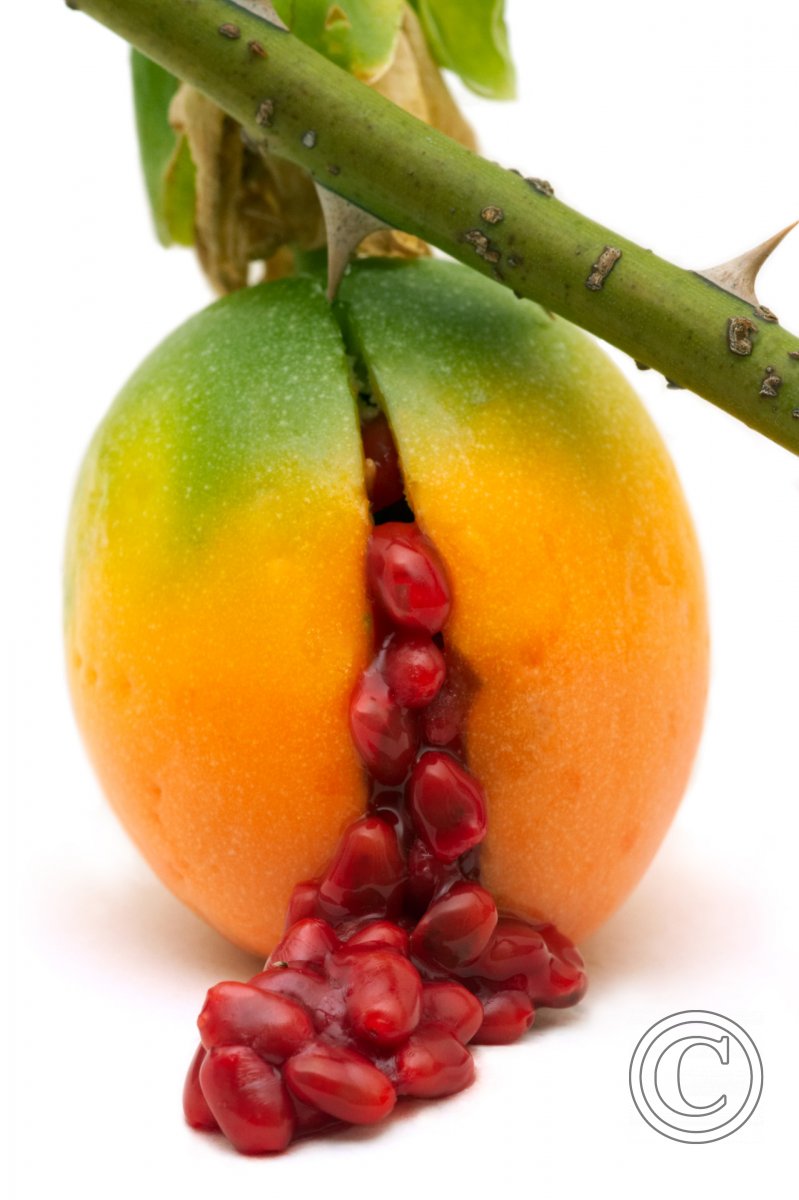 Gutted | Conceptual | Photography By Martin Eager | Runic Design