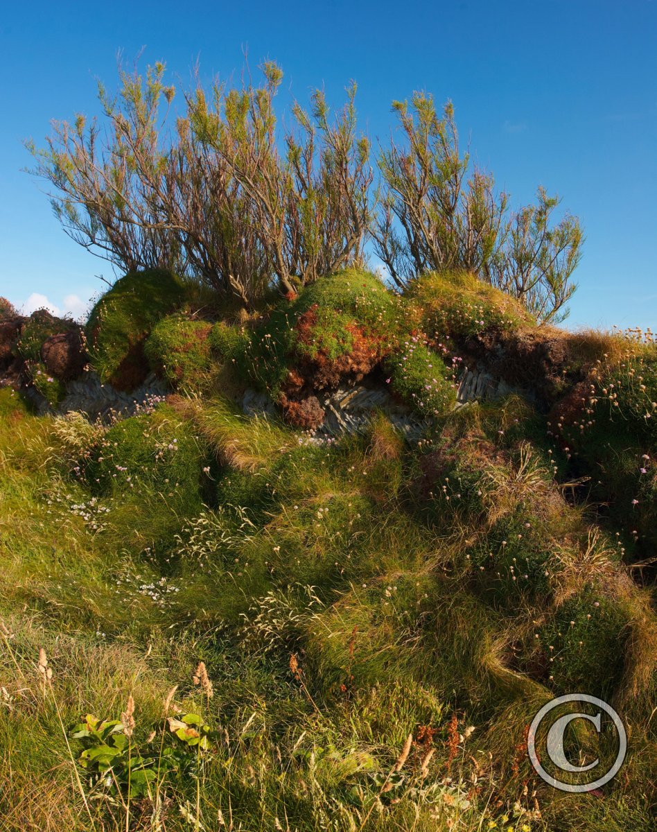 Overgrown Dry Stone Wall On The Cliffs Near Bedruthan Steps | Bedruthan ...