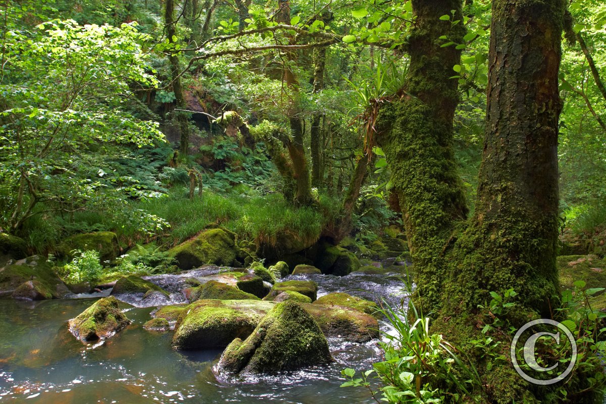 Golitha Falls Lower Reaches | Golitha Falls | Cornwall | Photography By ...