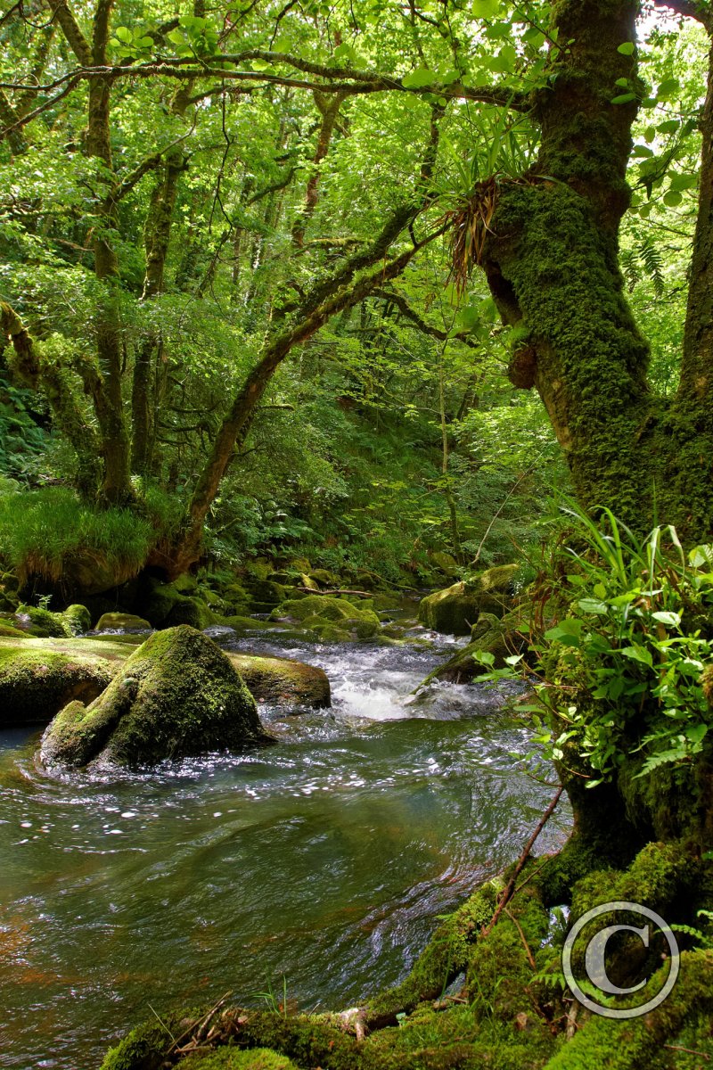 Golitha Falls Lower Reaches | Golitha Falls | Cornwall | Photography By ...