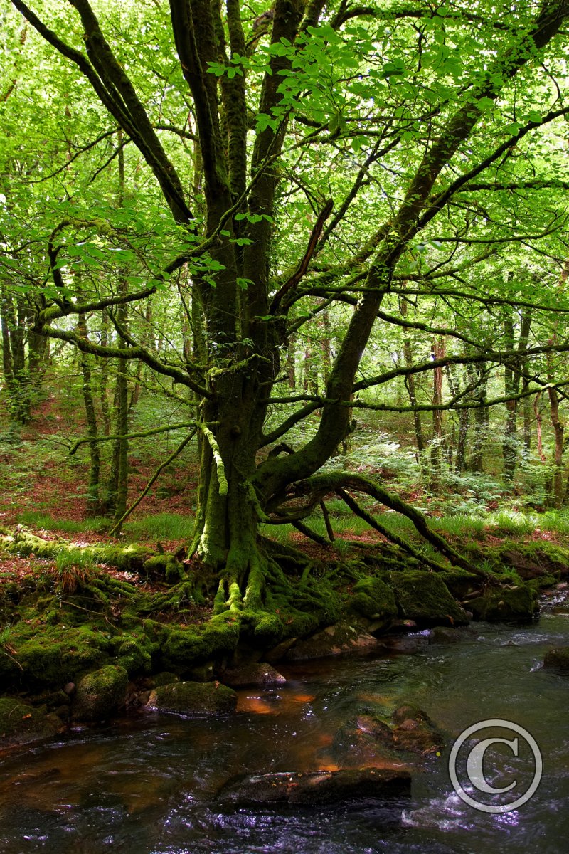 The Spider Tree | Golitha Falls | Cornwall | Photography By Martin ...