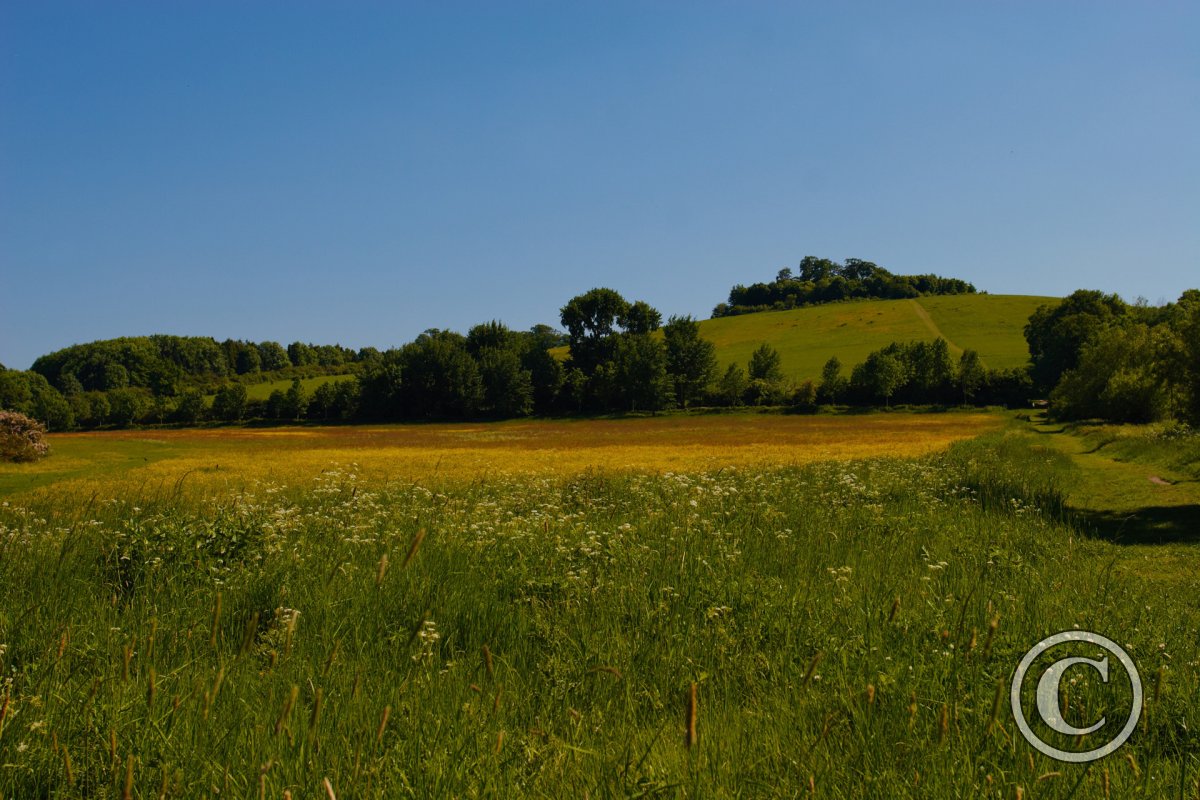 Wittenham Clumps | Wittenham Clumps | Thames Valley | Photography By ...