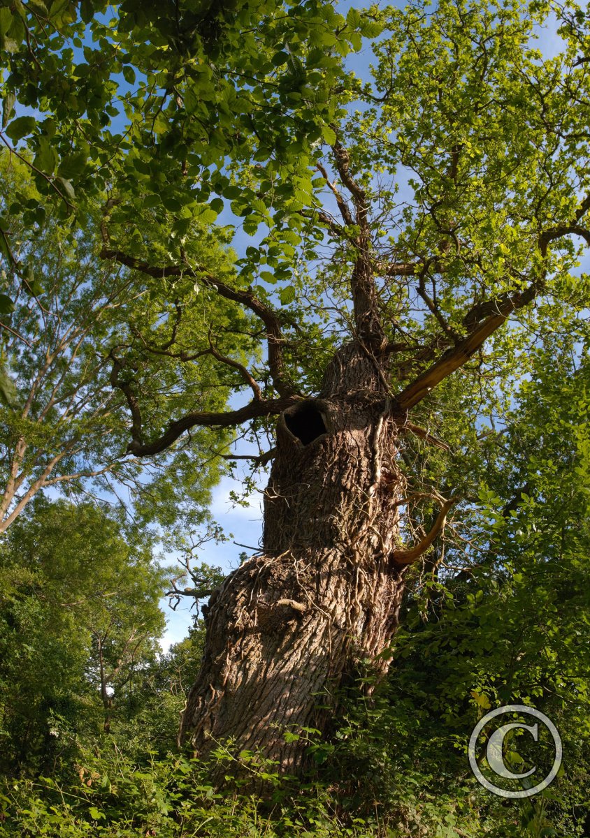 Gnarled old Oak tree at Burnham Beeches ancient woodland | Trees And ...