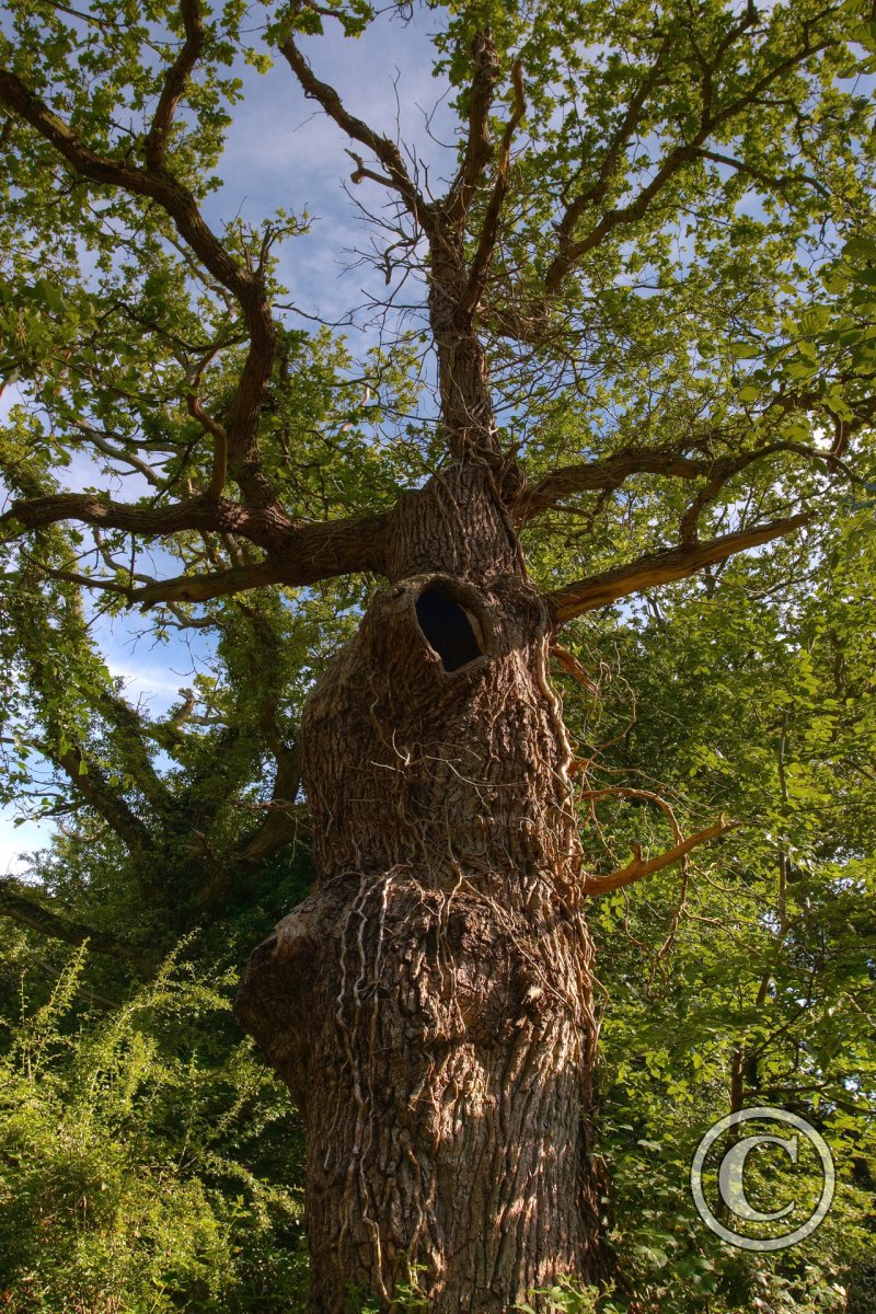 Old Man Burnham, gnarled old Oak tree at Burnham Beeches ancient ...