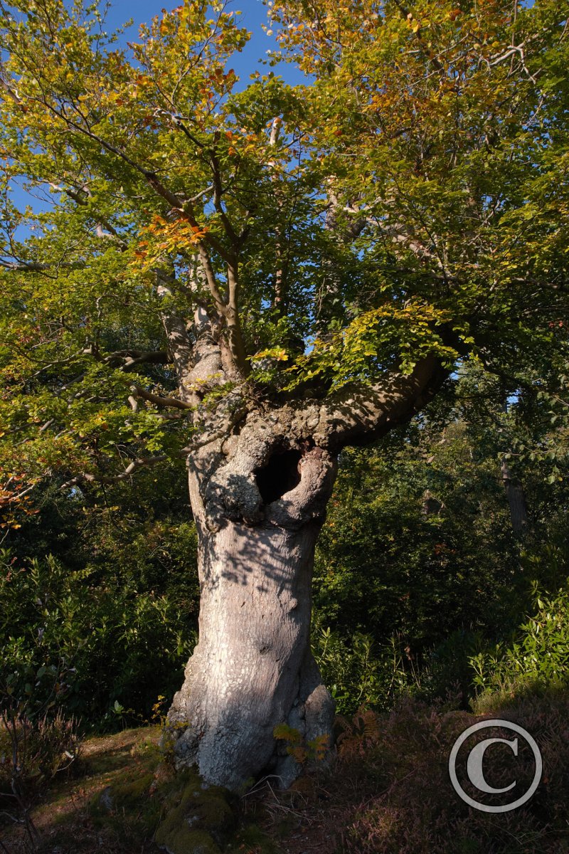 Pollarded Beech Tree at Burnham Beeches | Burnham Beeches | Trees And ...