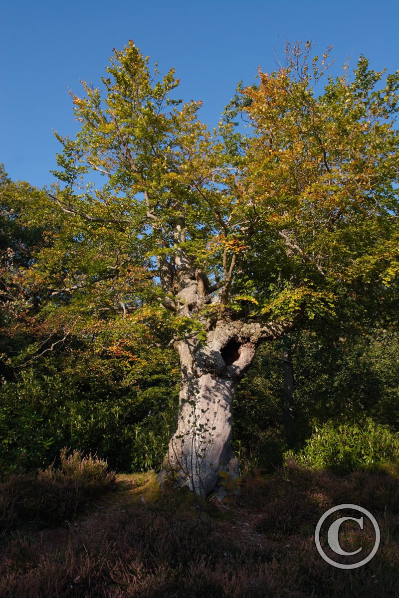 Pollarded Beech Tree at Burnham Beeches | Burnham Beeches | Trees And ...