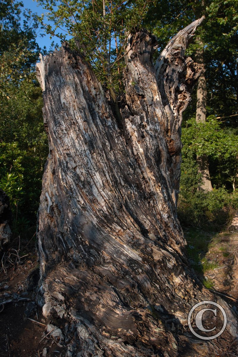 Heavily Weathered Tree Stump | Burnham Beeches | Trees And Woodland ...