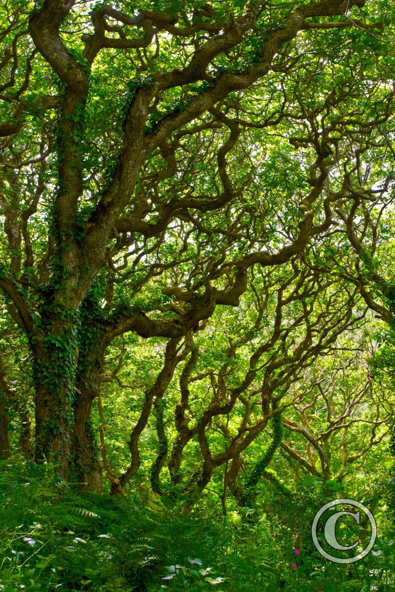 Grove of Oaks in Milllook Woods, Cornwall | Trees And Woodland ...