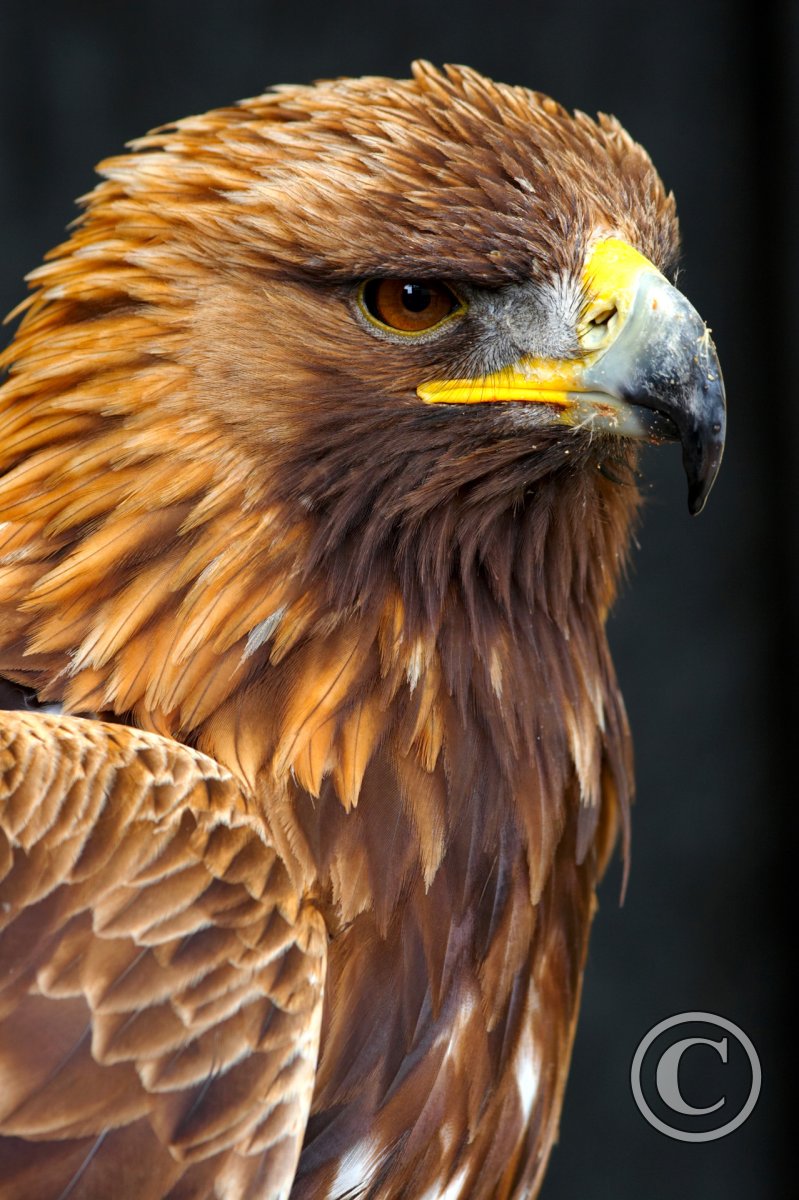 Male Golden Eagle | Birds | Wildlife | Photography By Martin Eager ...