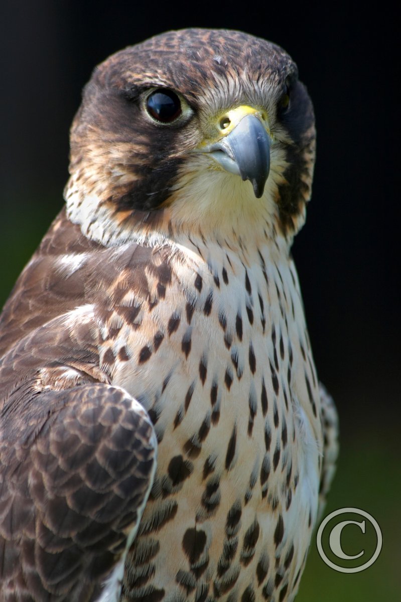 Lanner Falcon Portrait | Birds | Wildlife | Photography By Martin Eager ...