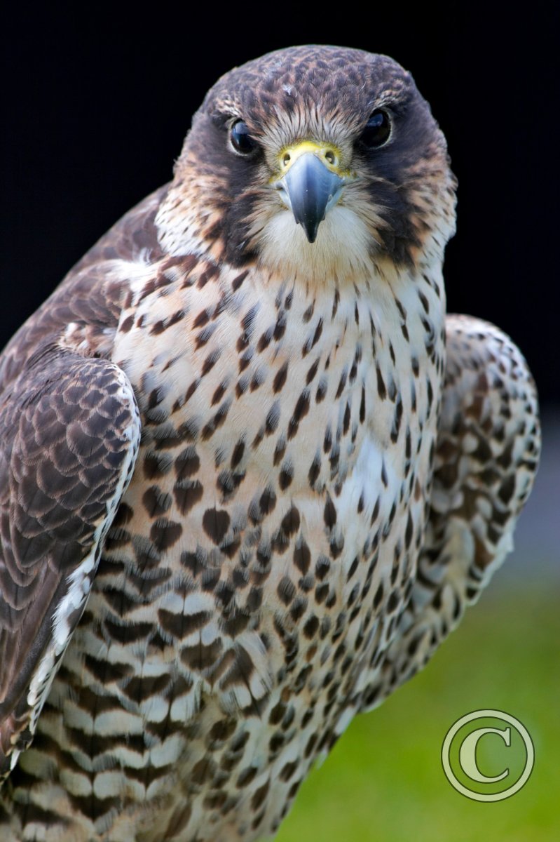 Lanner Falcon Portrait | Birds | Wildlife | Photography By Martin Eager ...
