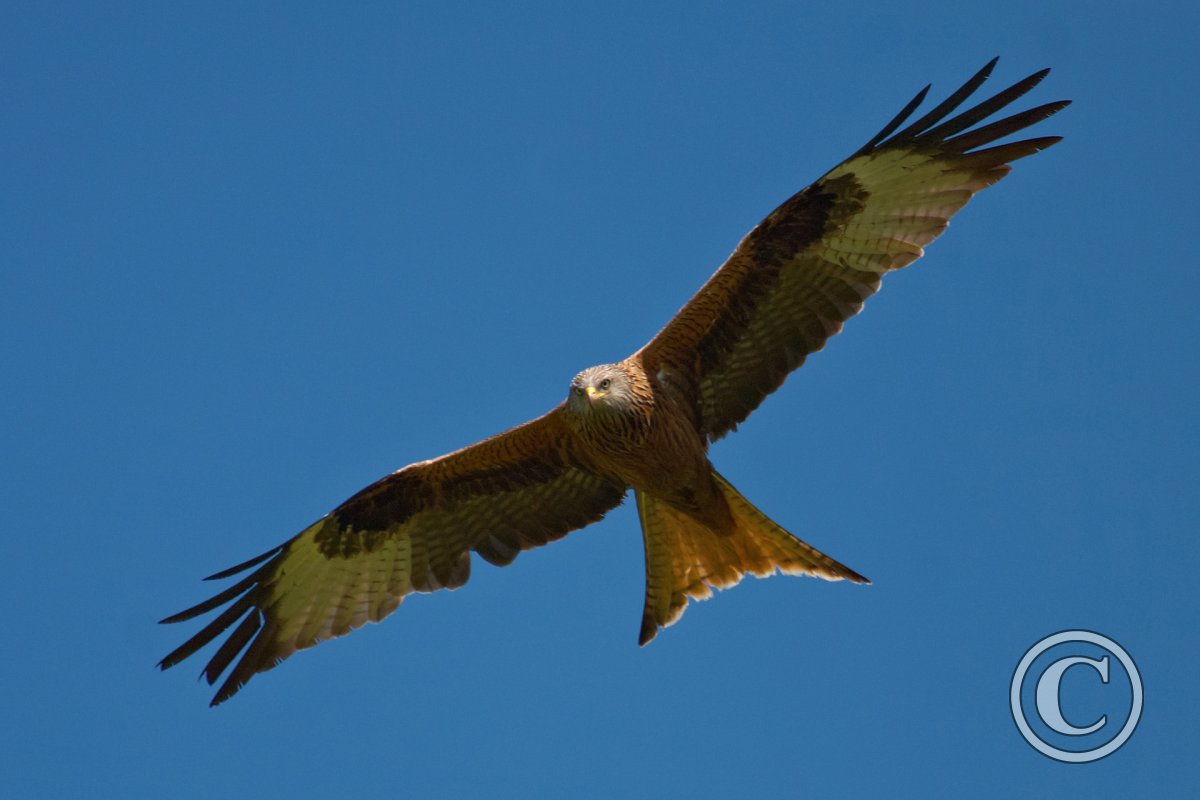 Red Kite Hunting | Birds | Wildlife | Photography By Martin Eager ...