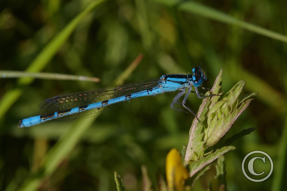Common Blue Damselfly | Insects | Wildlife | Photography By Martin ...