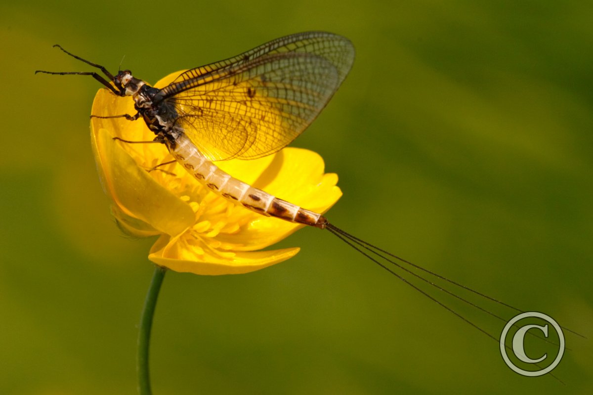 Female Mayfly | Insects | Wildlife | Photography By Martin Eager ...